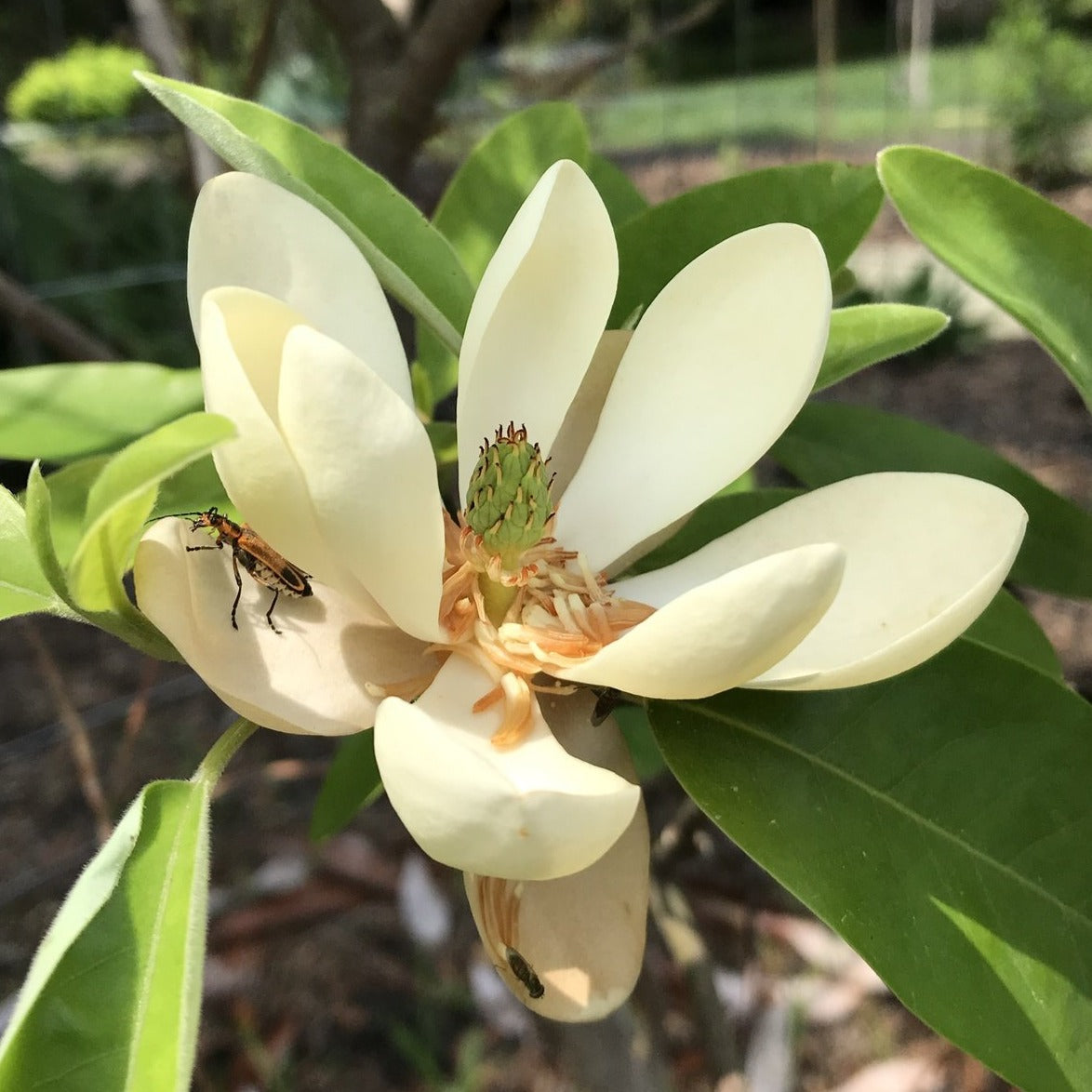 Sweetbay Magnolia (Magnolia virginiana var. australis)