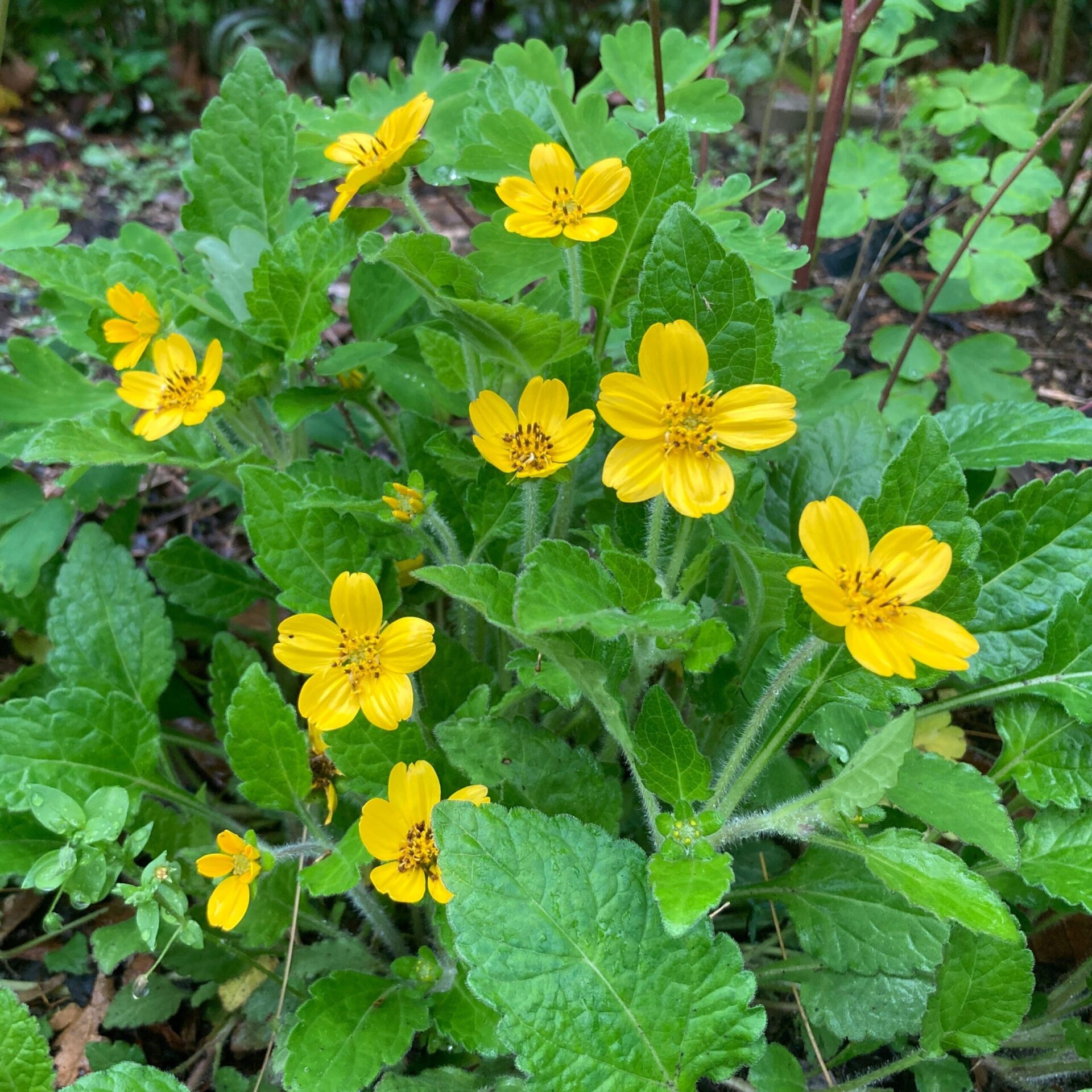 Southern Green and Gold (Chrysogonum virginianum var. australe)