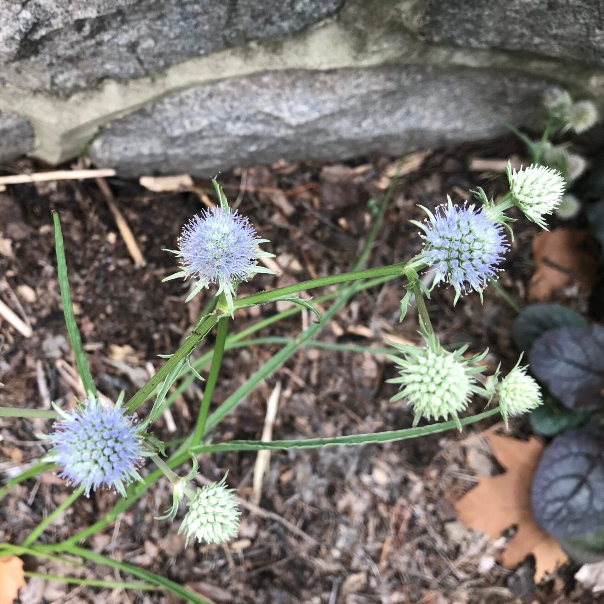 Marsh Rattlesnake (Eryngium aquaticum var. ravenellii)