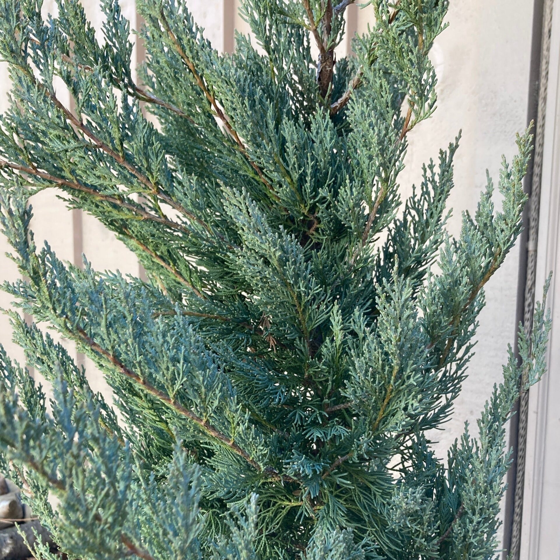 Eastern Red Cedar (Juniperus virginiana Glauca')
