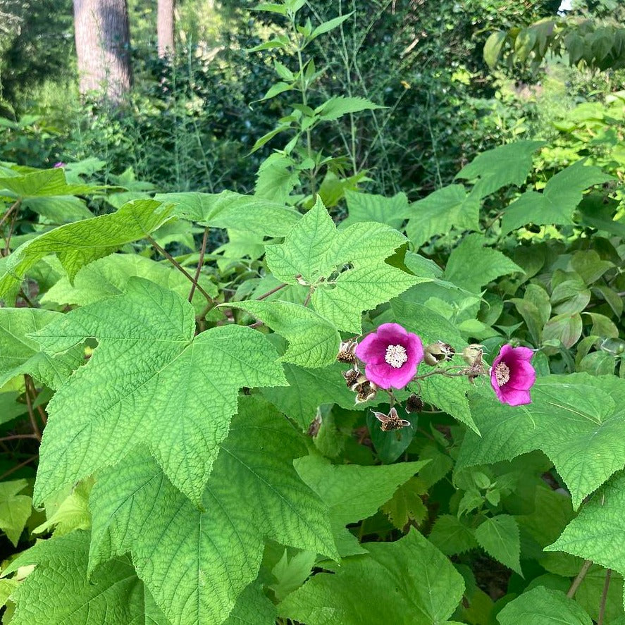 Flowering Raspberry (Rubus odoratus)