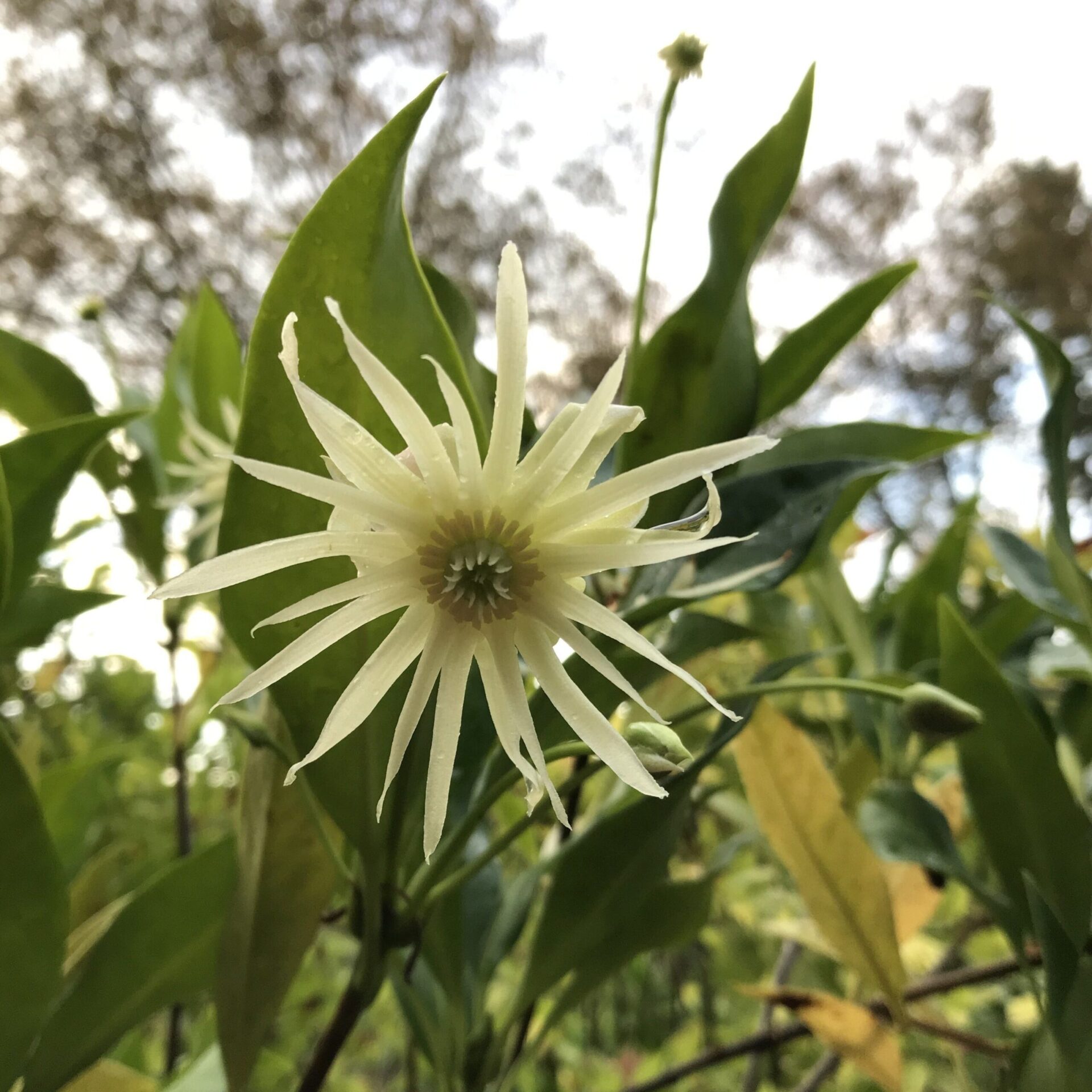 Florida Anise Tree (Illicium floridanum 'Alba')