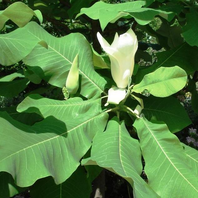 Bigleaf Magnolia (Magnolia macrophylla)