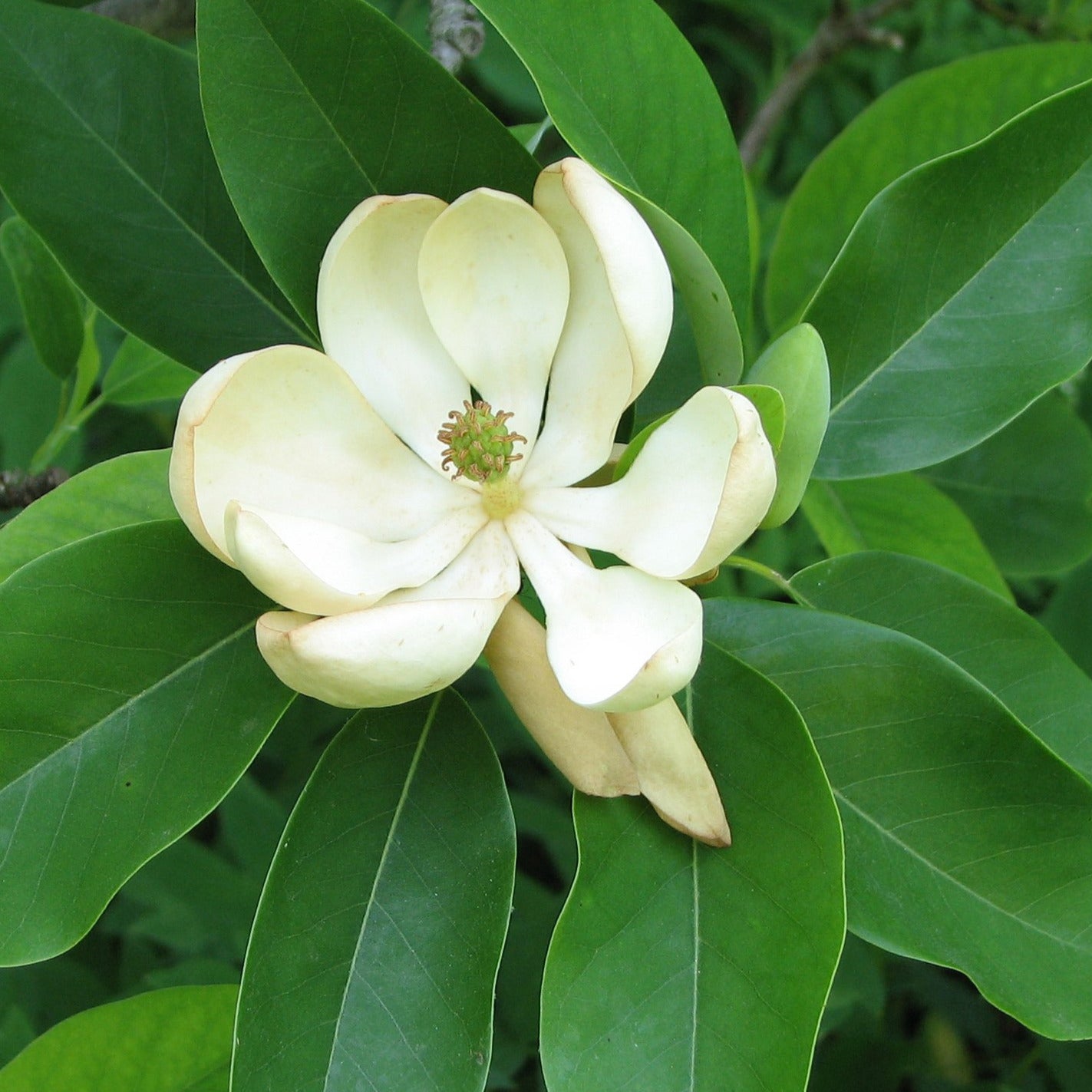 Sweetbay Magnolia (Magnolia virginiana 'Northern Belle')