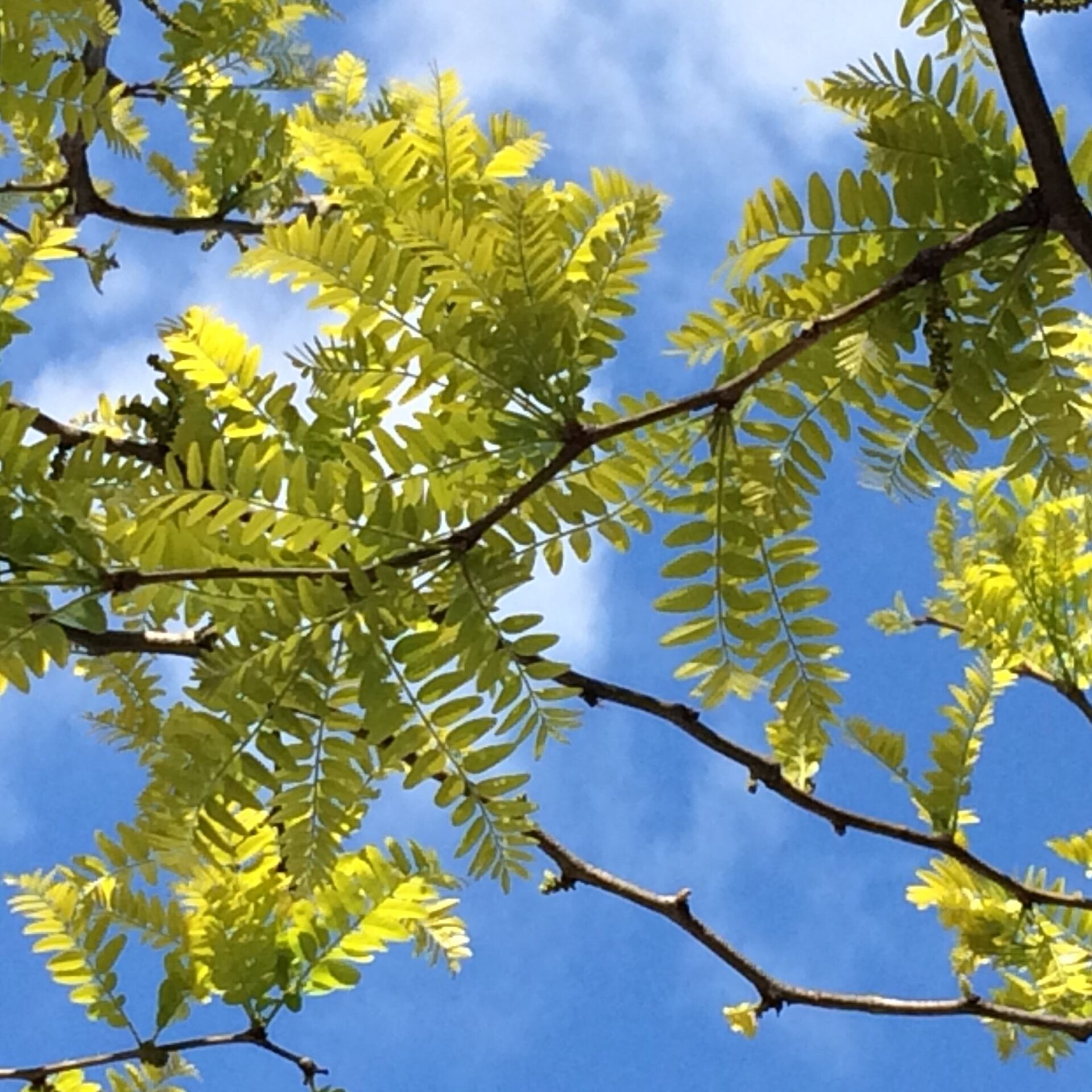Weeping Honeylocust (Gleditsia triacanthos 'Emerald Cascade')