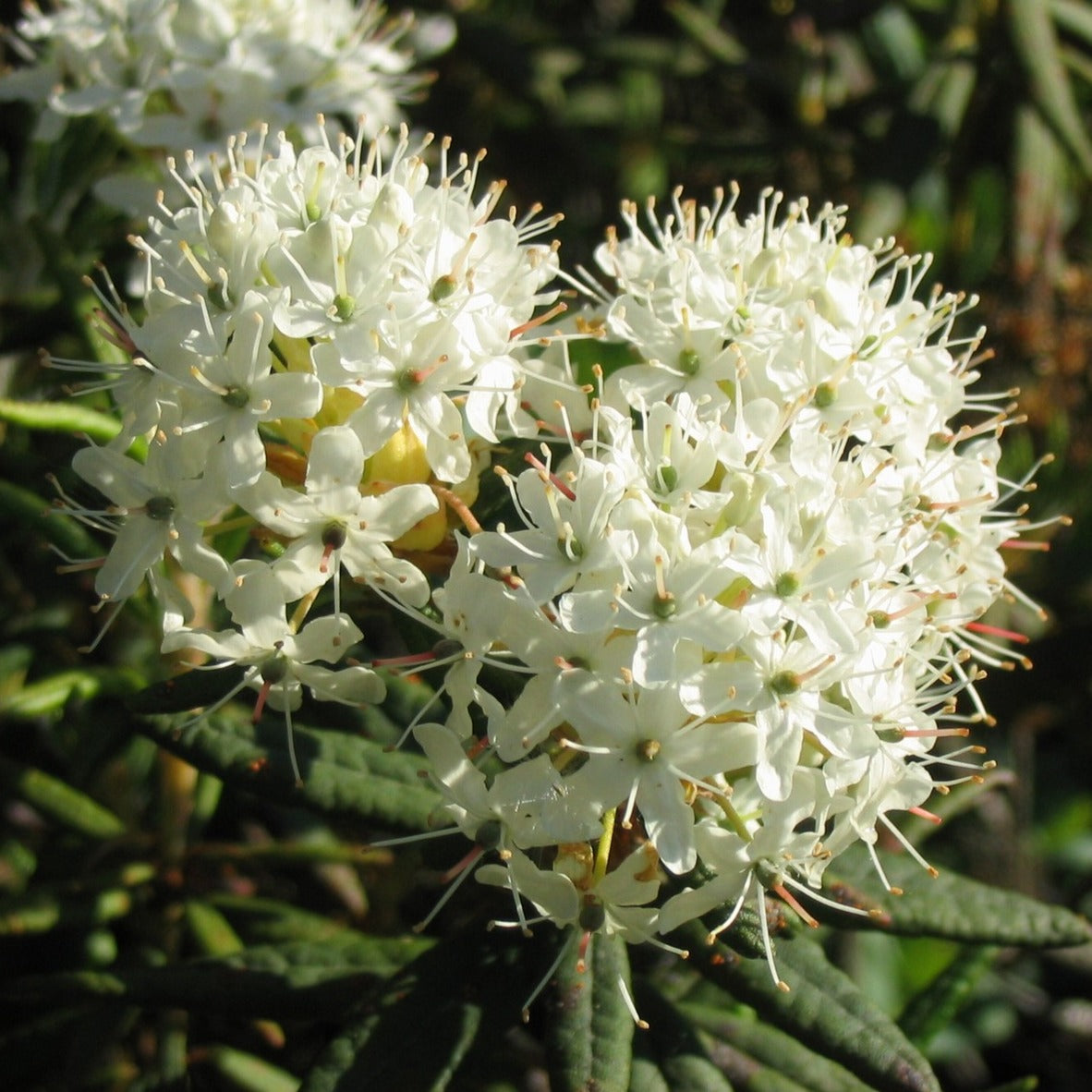 Bog Labrador Tea (Rhododendron groenlandicum)