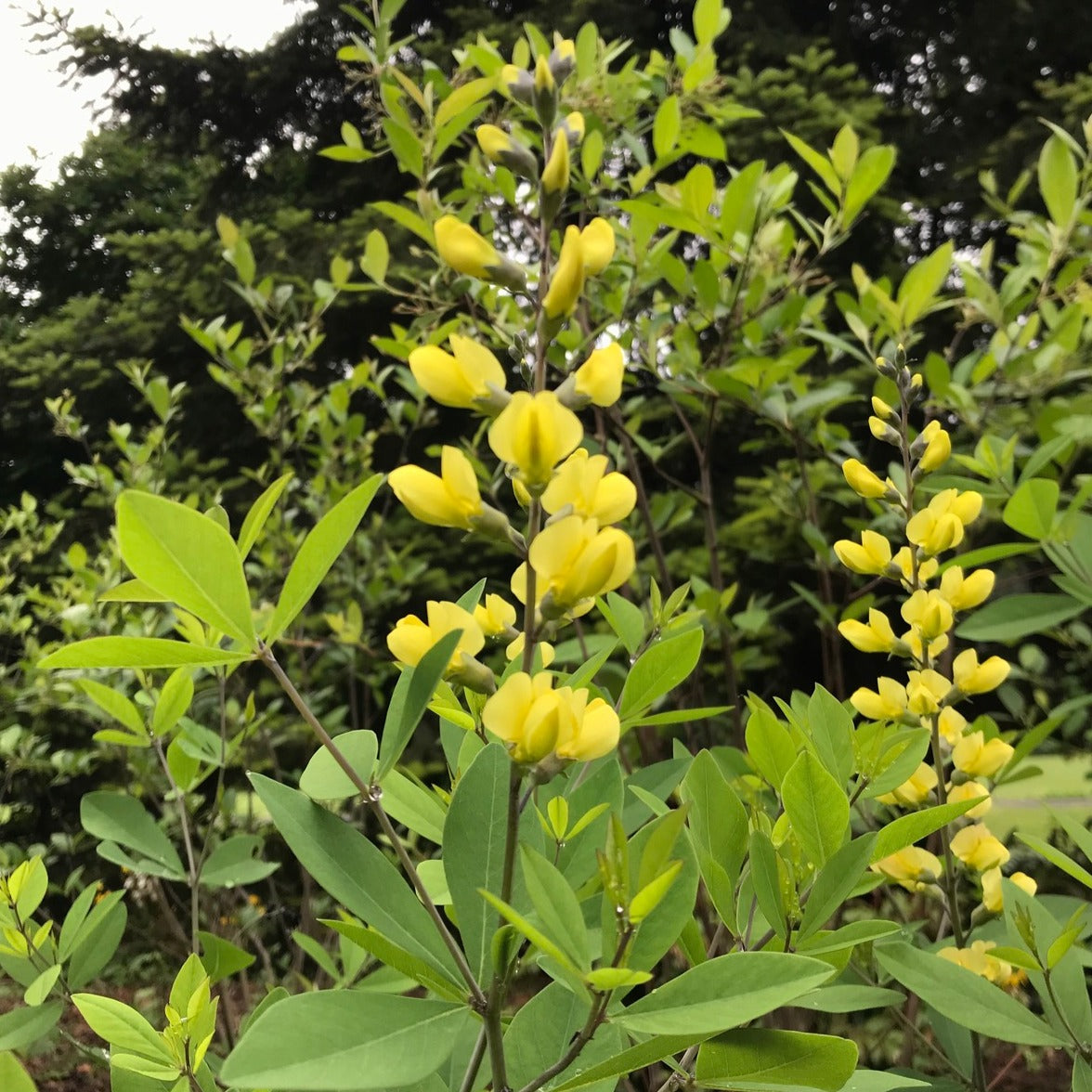 Yellow Wild Indigo (Baptisia sphaerocarpa 'Screamin' Yellow')