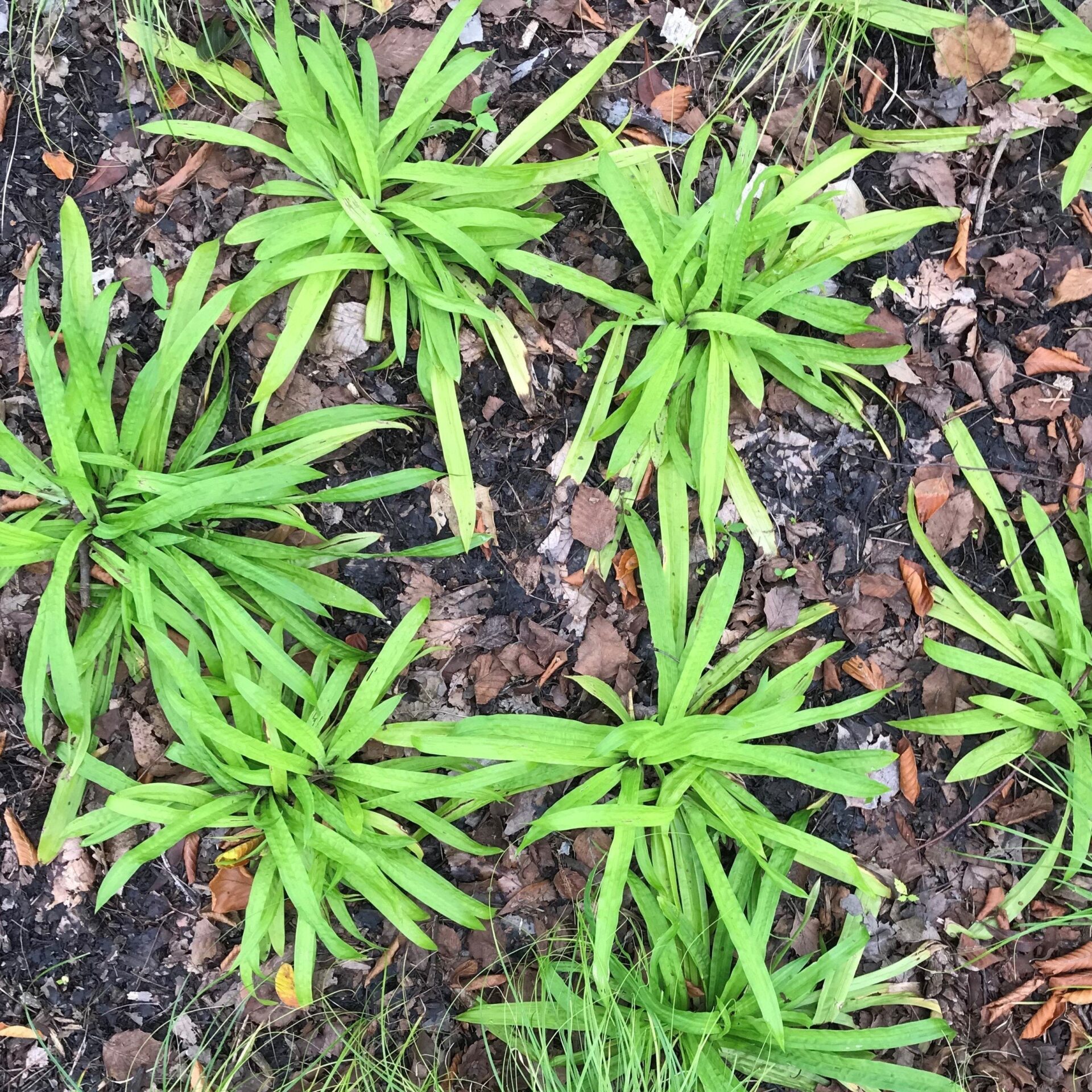 Seersucker Sedge (Carex plantaginea)