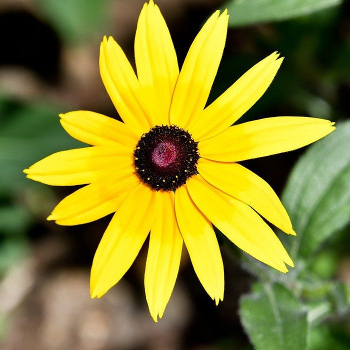 Purpledisc Sunflower (Helianthus atrorubens)