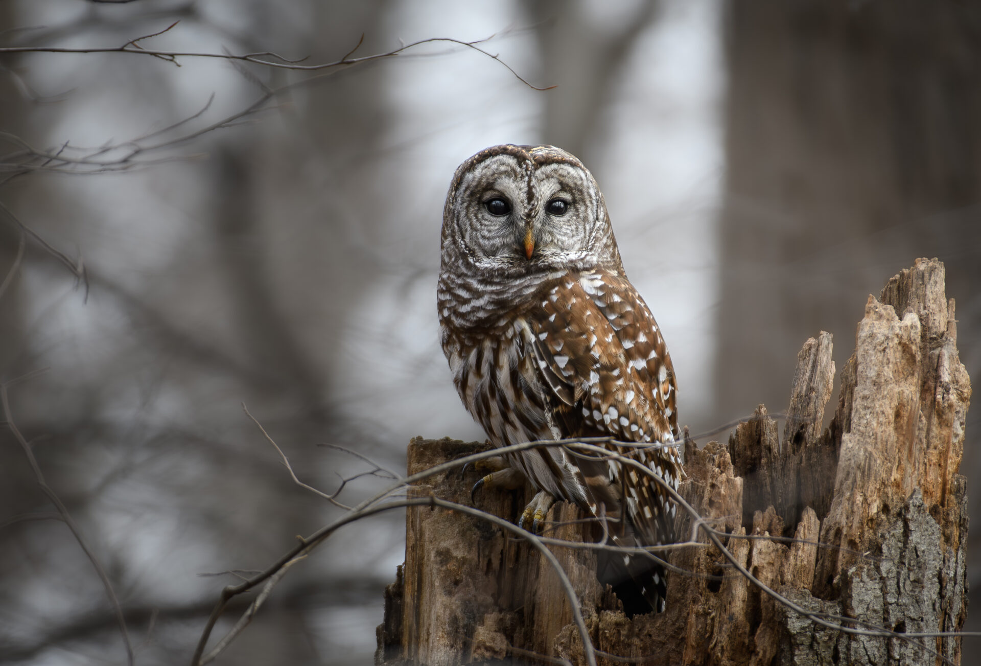 Give a Natural Lands membership