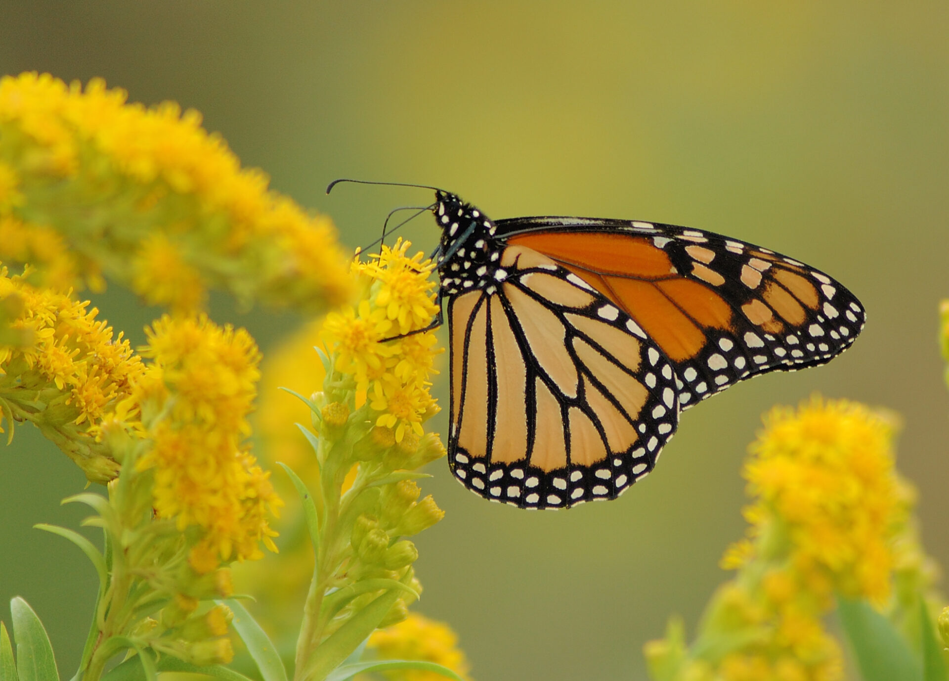 How You Can Help Monarchs