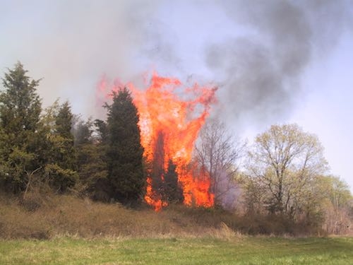 Prescribed Fire: Impact Over 15 Years
