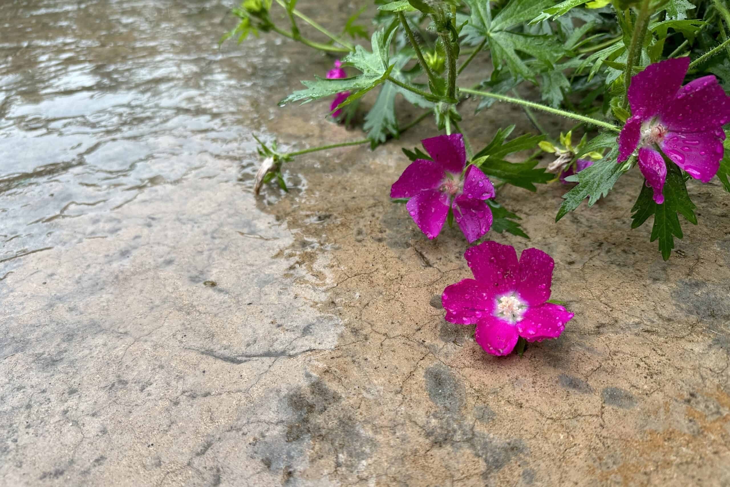 Whither The Weather? Guest Post By Tim Burris