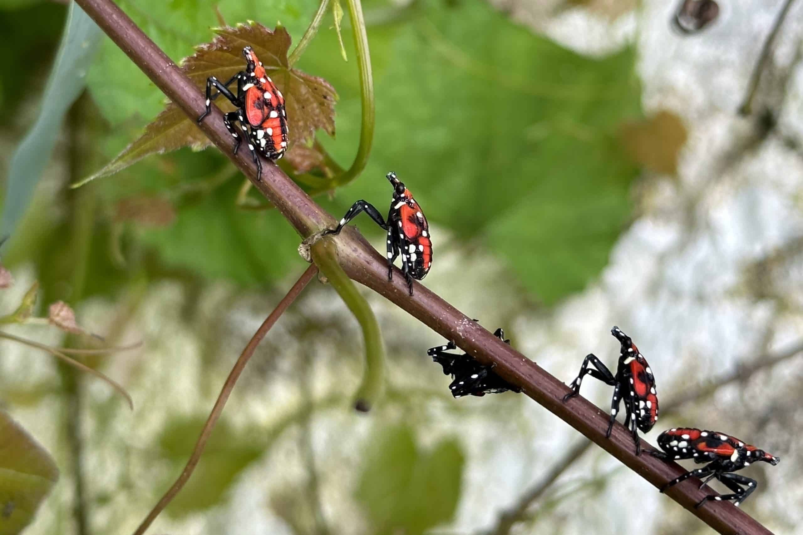 Spotted Lanternflies in July 2023