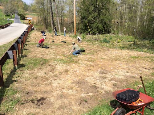 Meadow Restoration at Crow's Nest: The Big Planting