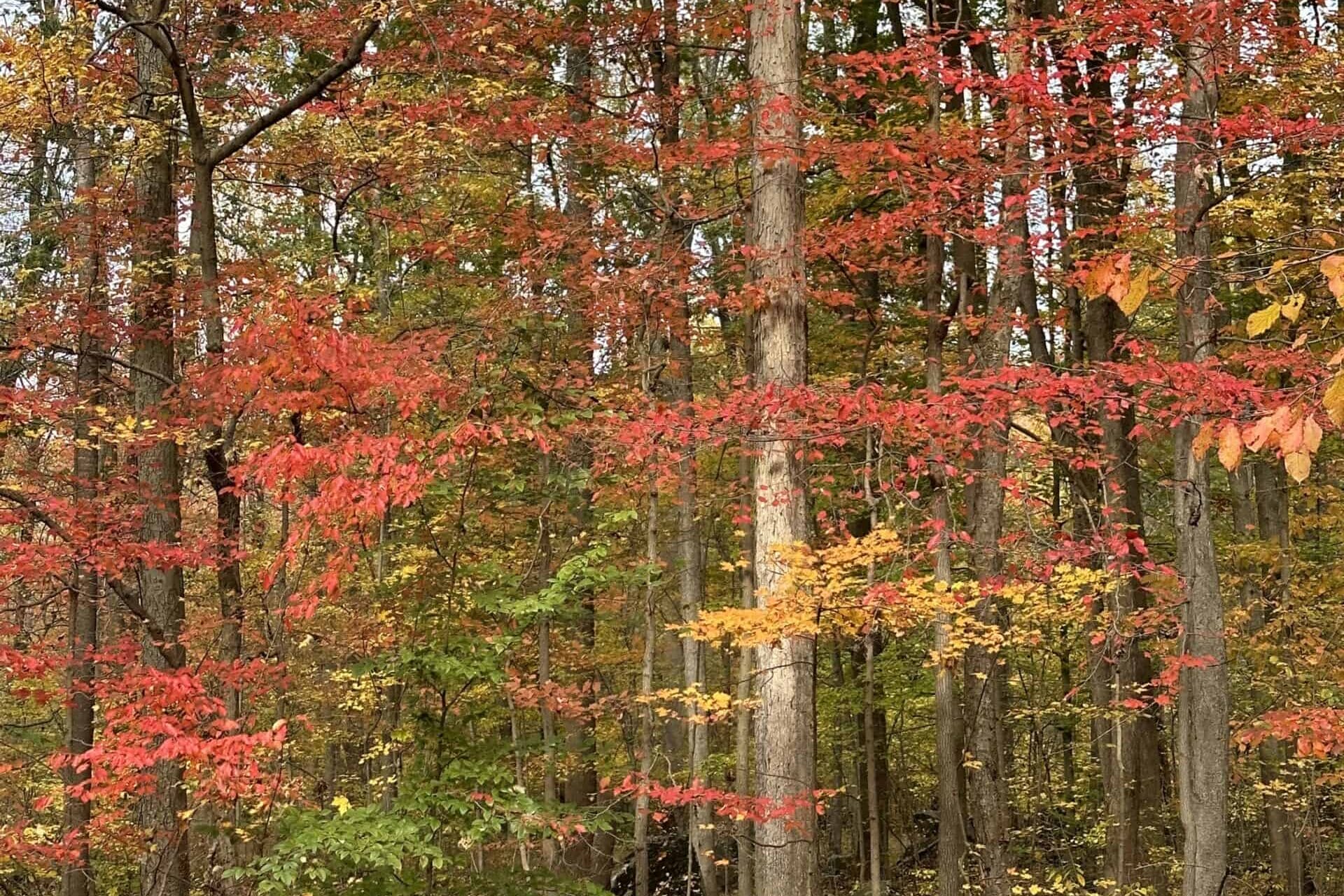 Fall Color Peak?