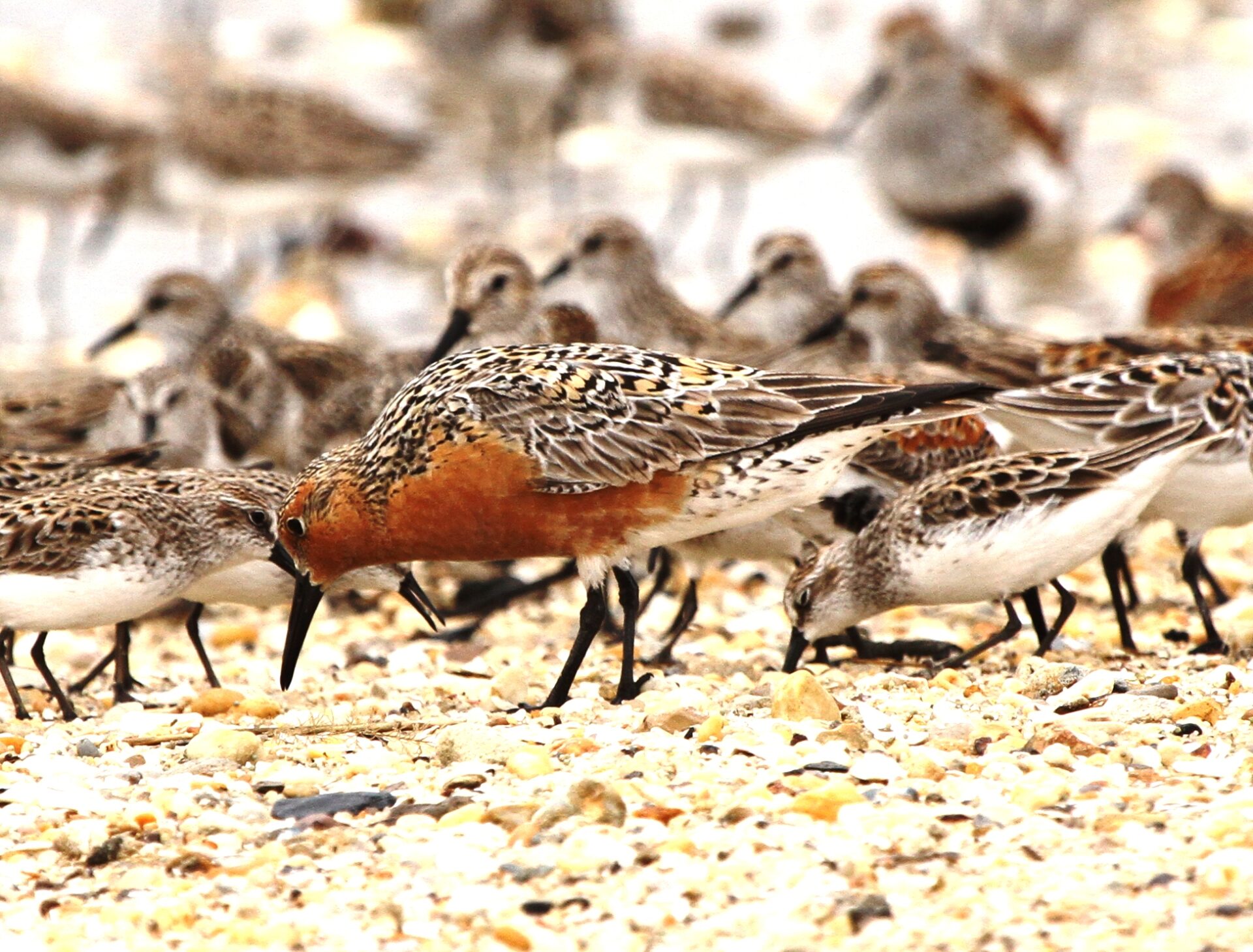 What Bird Makes The Longest Migration?