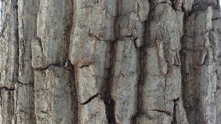 Identifying Trees By Their Bark: Chunky Bark