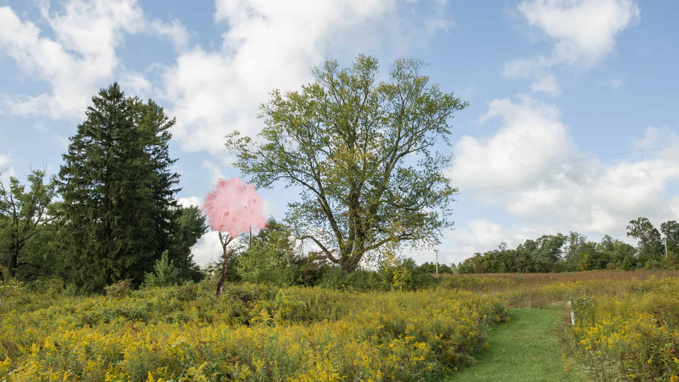 Reintroducing A Native Tree Species