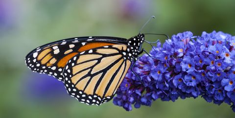 You Should Never Plant A Butterfly Bush Again