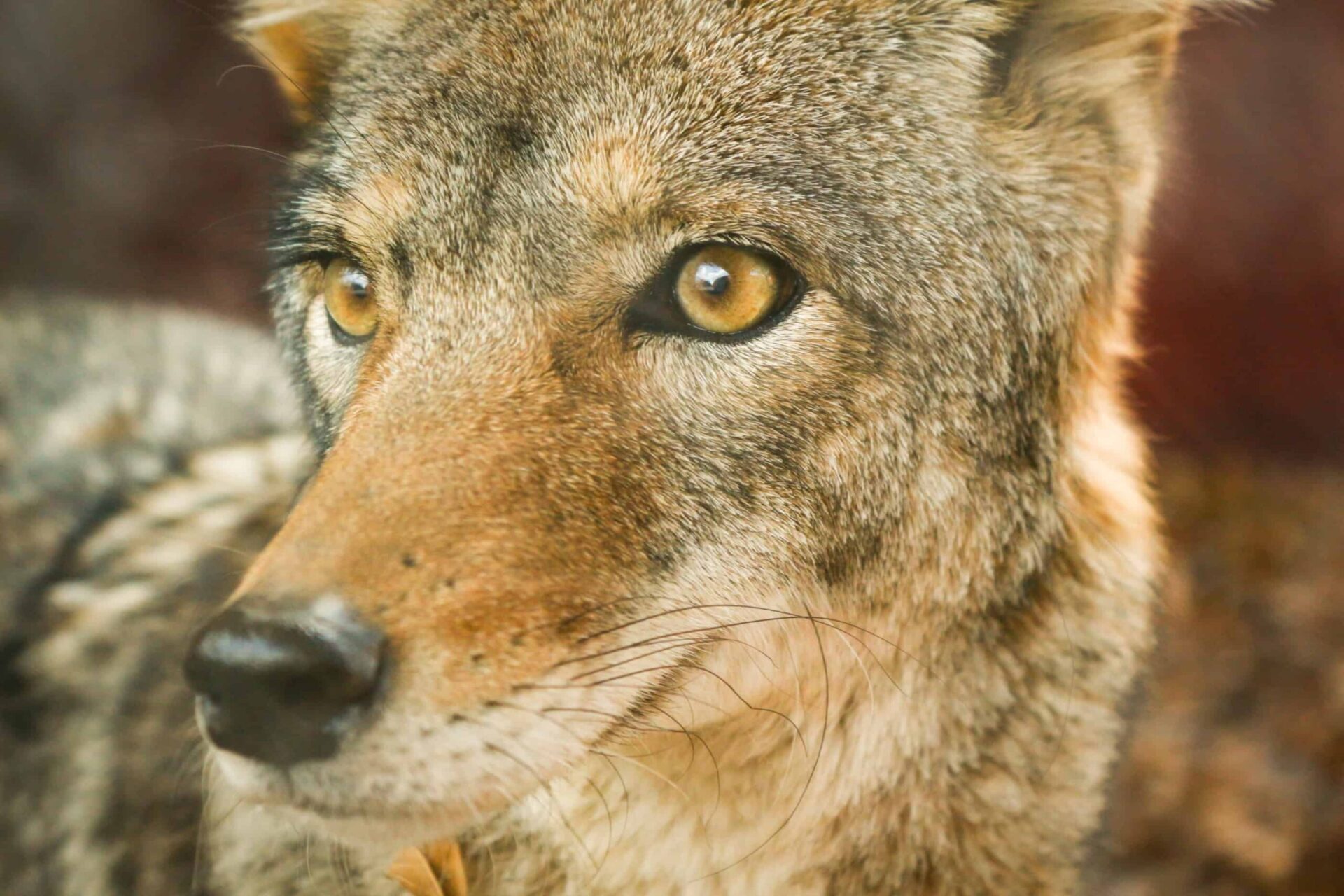 Call Of The Wild. Eastern Coyotes In Our Neighborhoods.