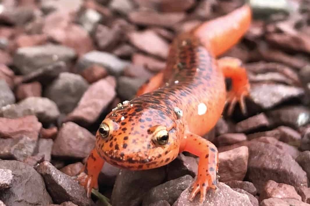 Sentinel Salamanders.