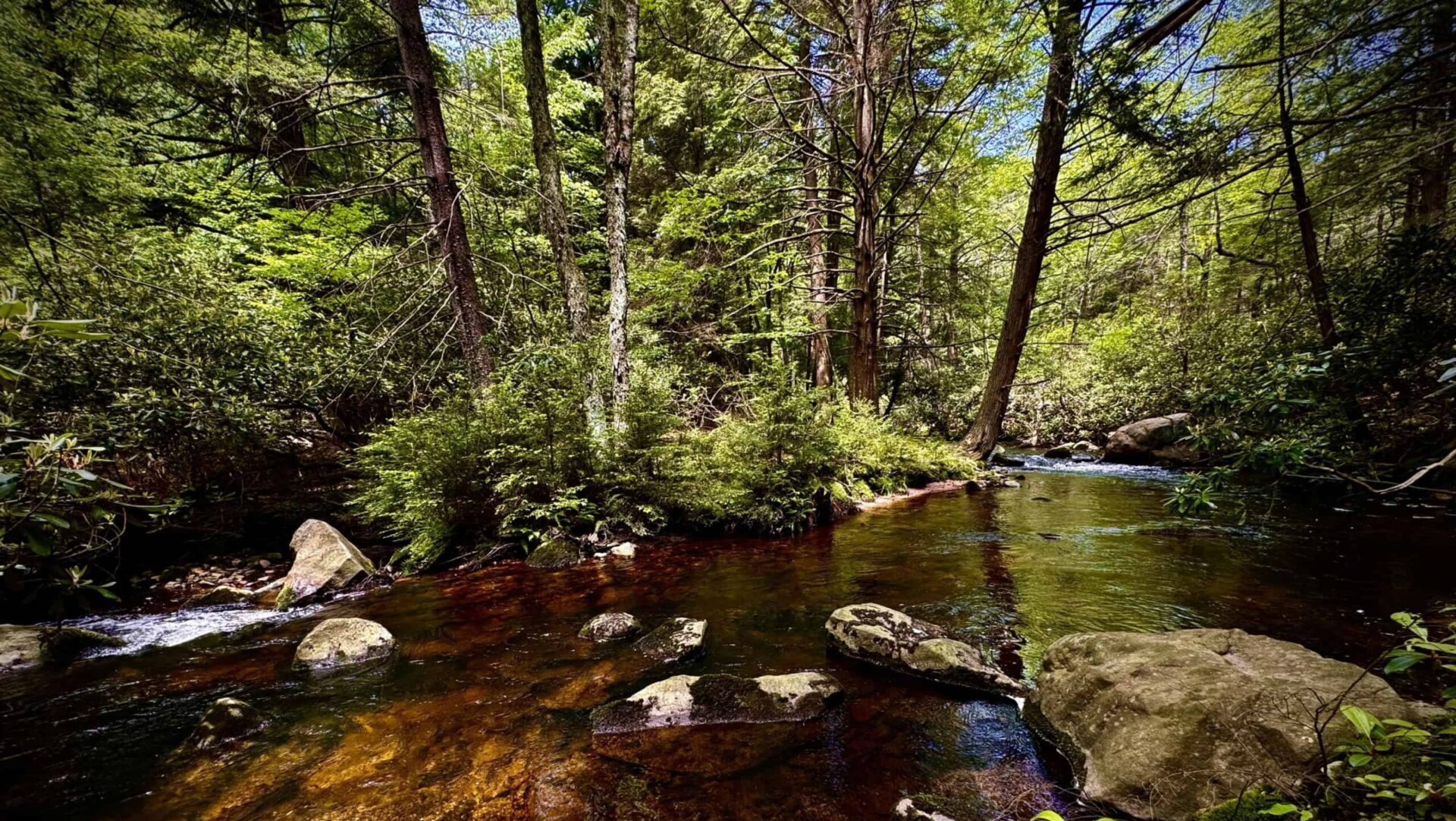 More Than 250 Acres Of Pristine Forest Preserved Forever