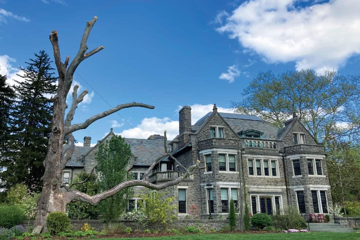 Dead Standing Tree Sculpture Means Life After Death
