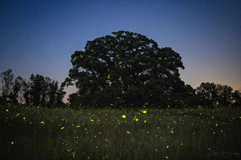 Fun Facts About Fireflies