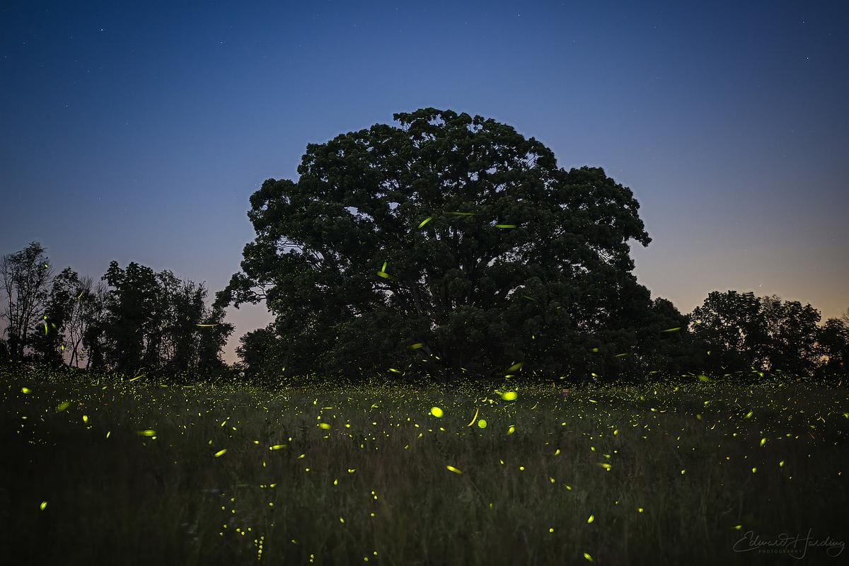 Fun Facts About Fireflies