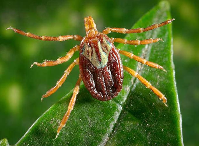 let's talk ticks